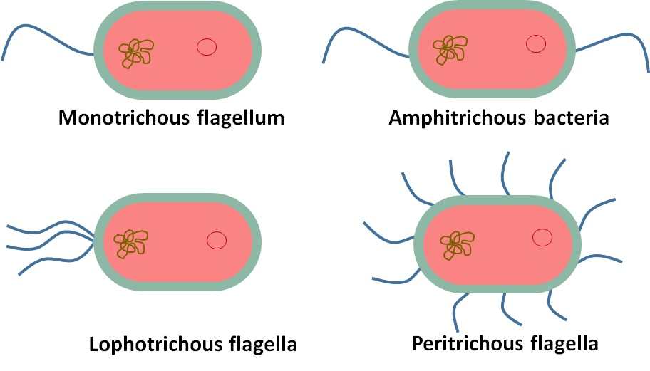 Bacterial Flagella