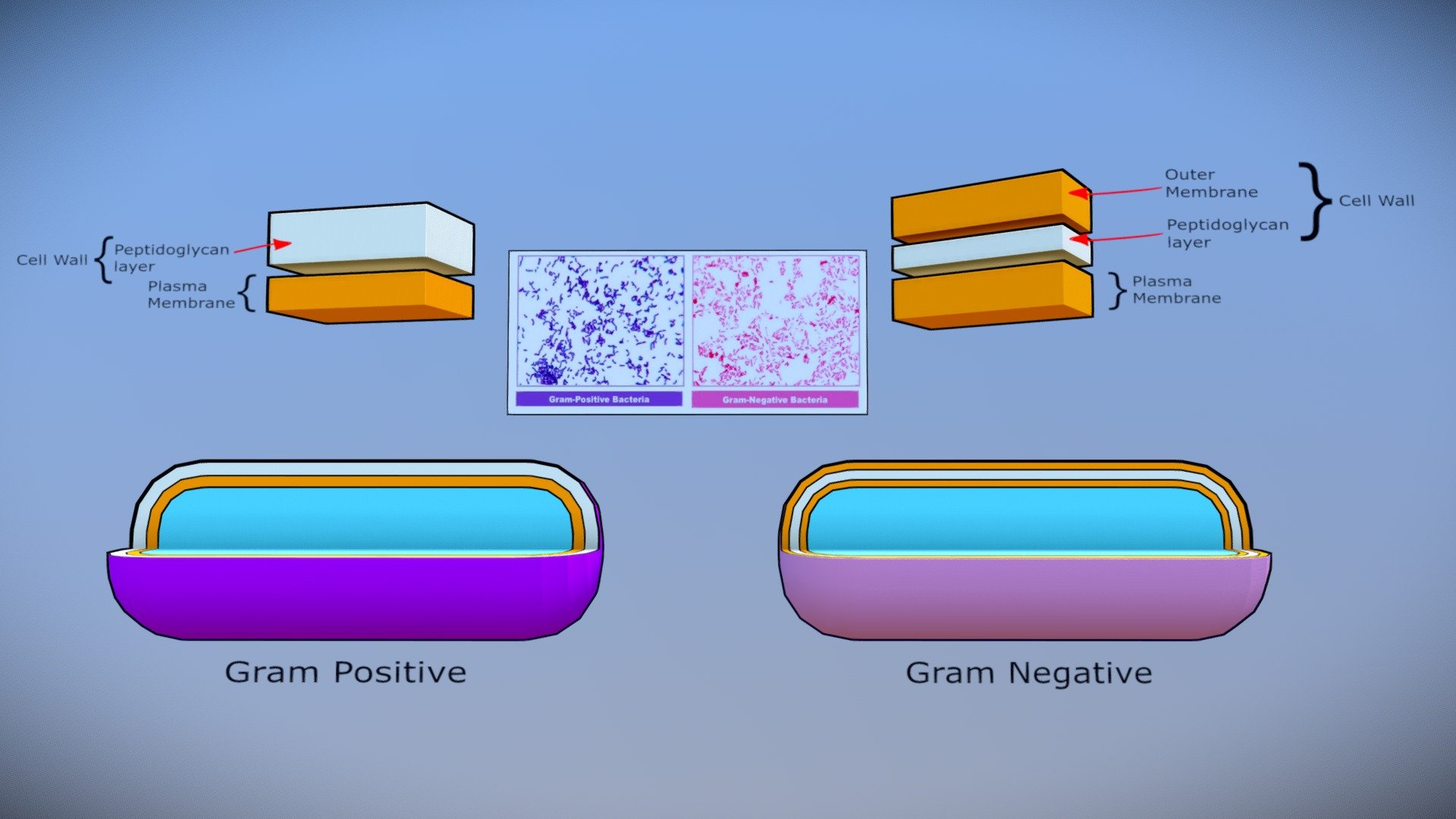 Gram Staining gram-staining