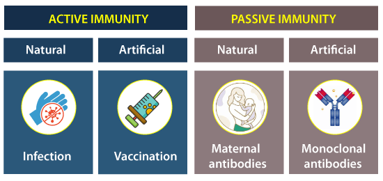 Difference Between Active Immunity and Passive Immunity Difference Between Active Immunity and Passive Immunity